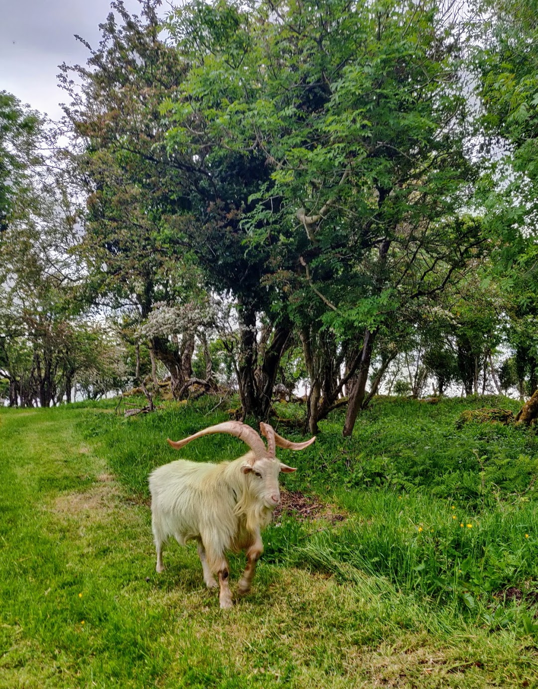 Irish Goat Farm-Stay on the Wild Atlantic Way – Travels with Melinda