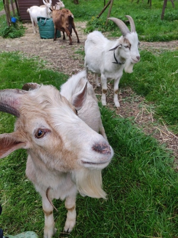 Irish Goat Farm-Stay on the Wild Atlantic Way – Travels with Melinda